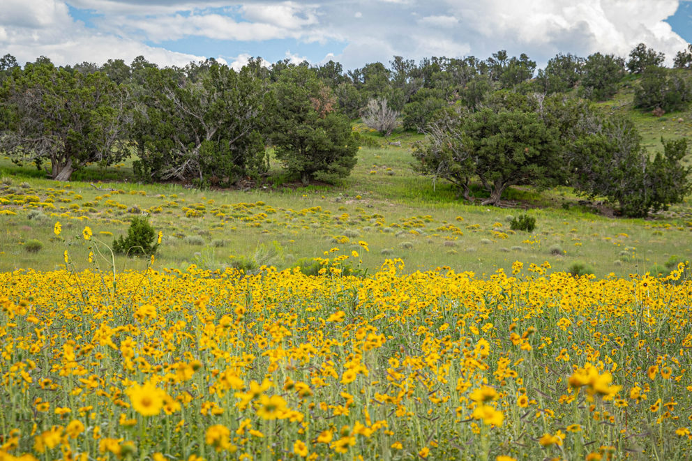 4480 acre property for sale in Quemado, New Mexico | Luxury Ranch Real ...