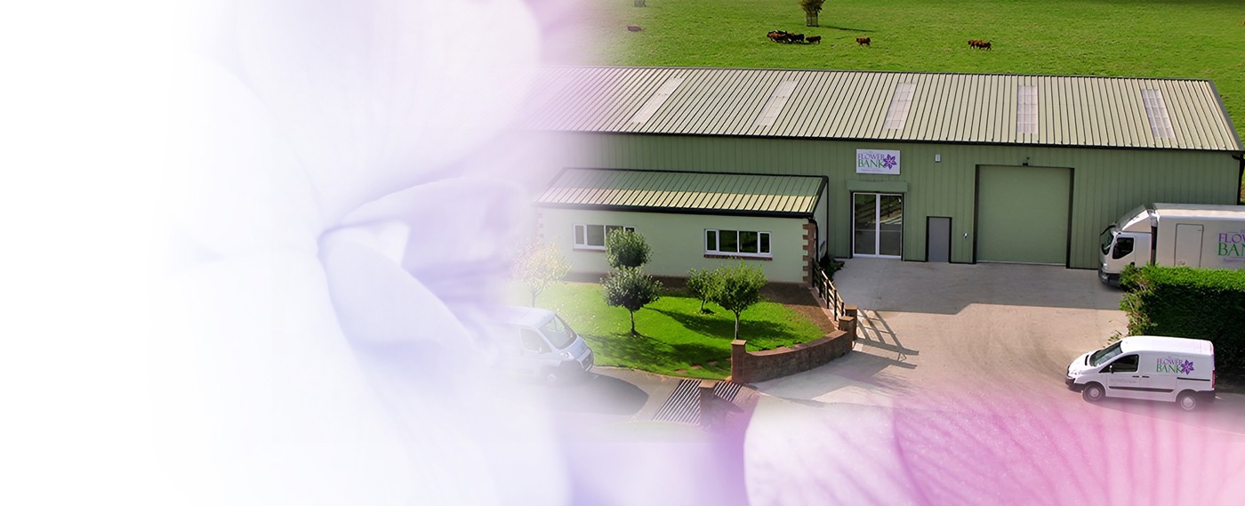 About The Flower Bank | The Flower Bank Wholesale Florist